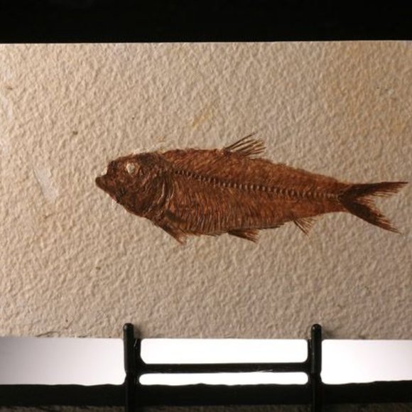 Accents | Knightia Fish With Standtime Period Eocene 5 Million Years ...